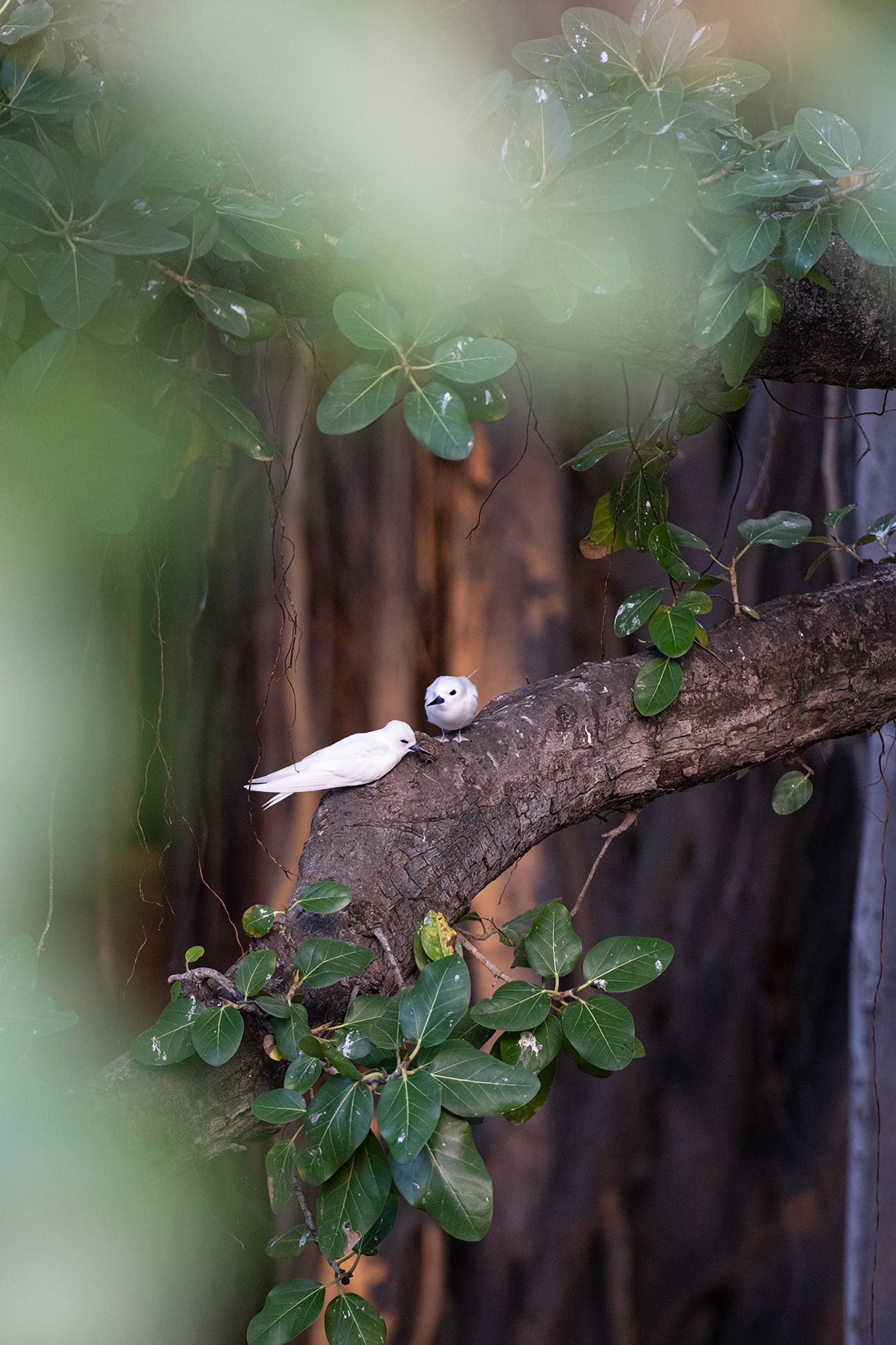 The Native Hawaiian Tern Thriving in Urban Hawai‘i - Alohilani - Elevate