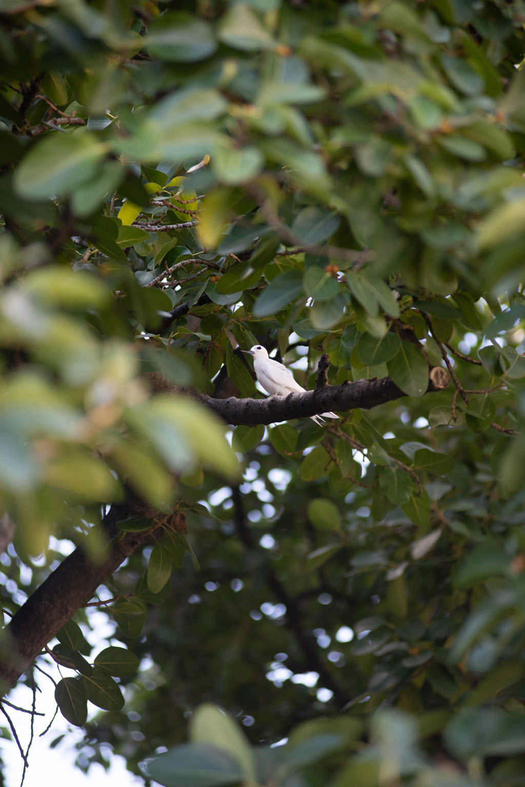 The Native Hawaiian Tern Thriving in Urban Hawai‘i - Alohilani - Elevate